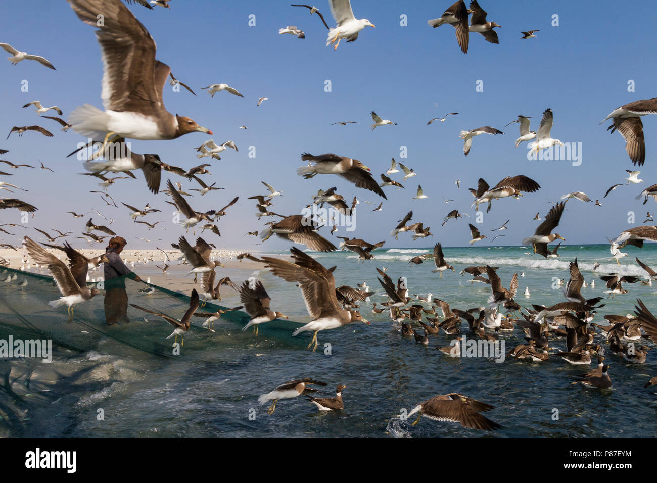Flock of gulls fishing along the shoreline in Oman Stock Photo - Alamy