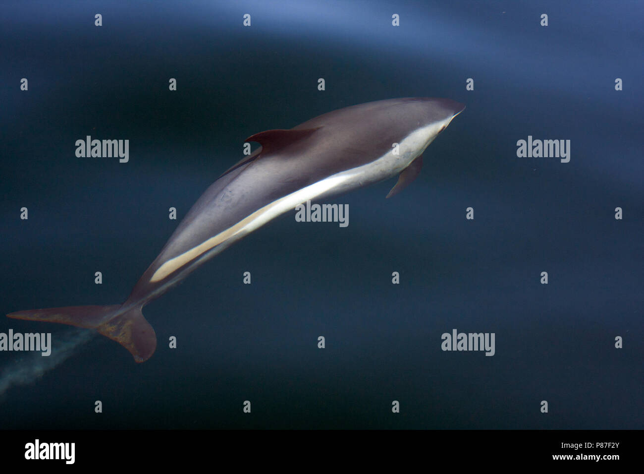 Striped Dolphin Underwater High Resolution Stock Photography and Images ...