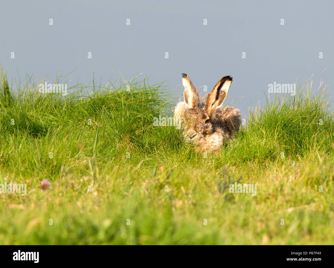 Europese Haas op Texel, European Hare on Texel Stock Photo - Alamy