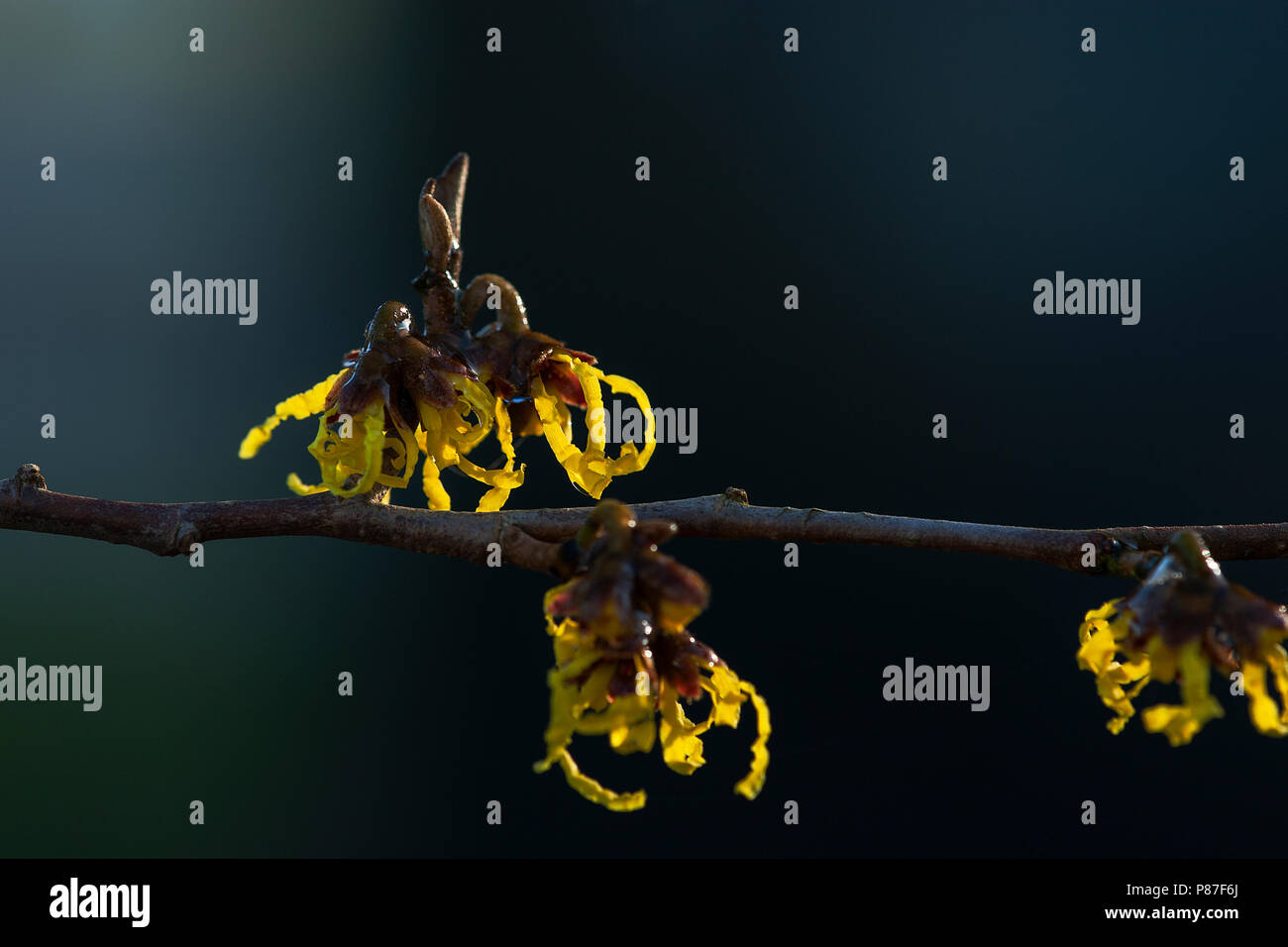 Witch Hazel Flowers High Resolution Stock Photography and Images - Alamy