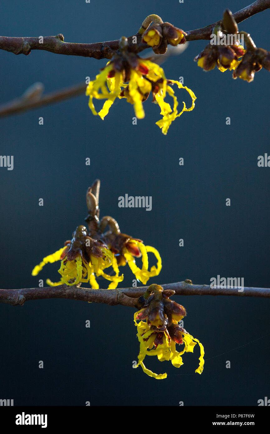 Hazel flowers hi-res stock photography and images - Alamy