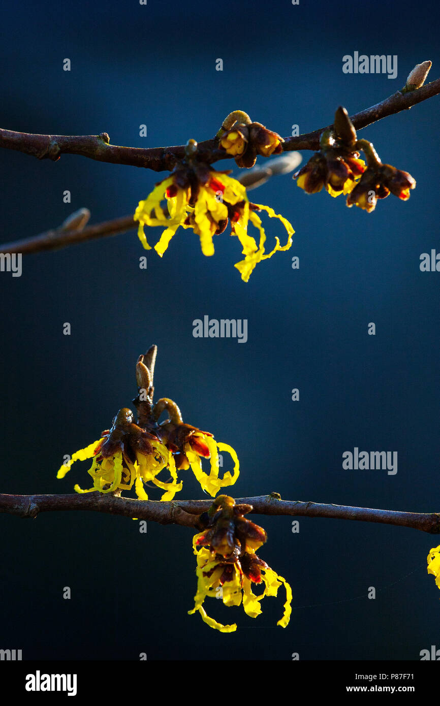 Witch hazel flowers hi-res stock photography and images - Alamy