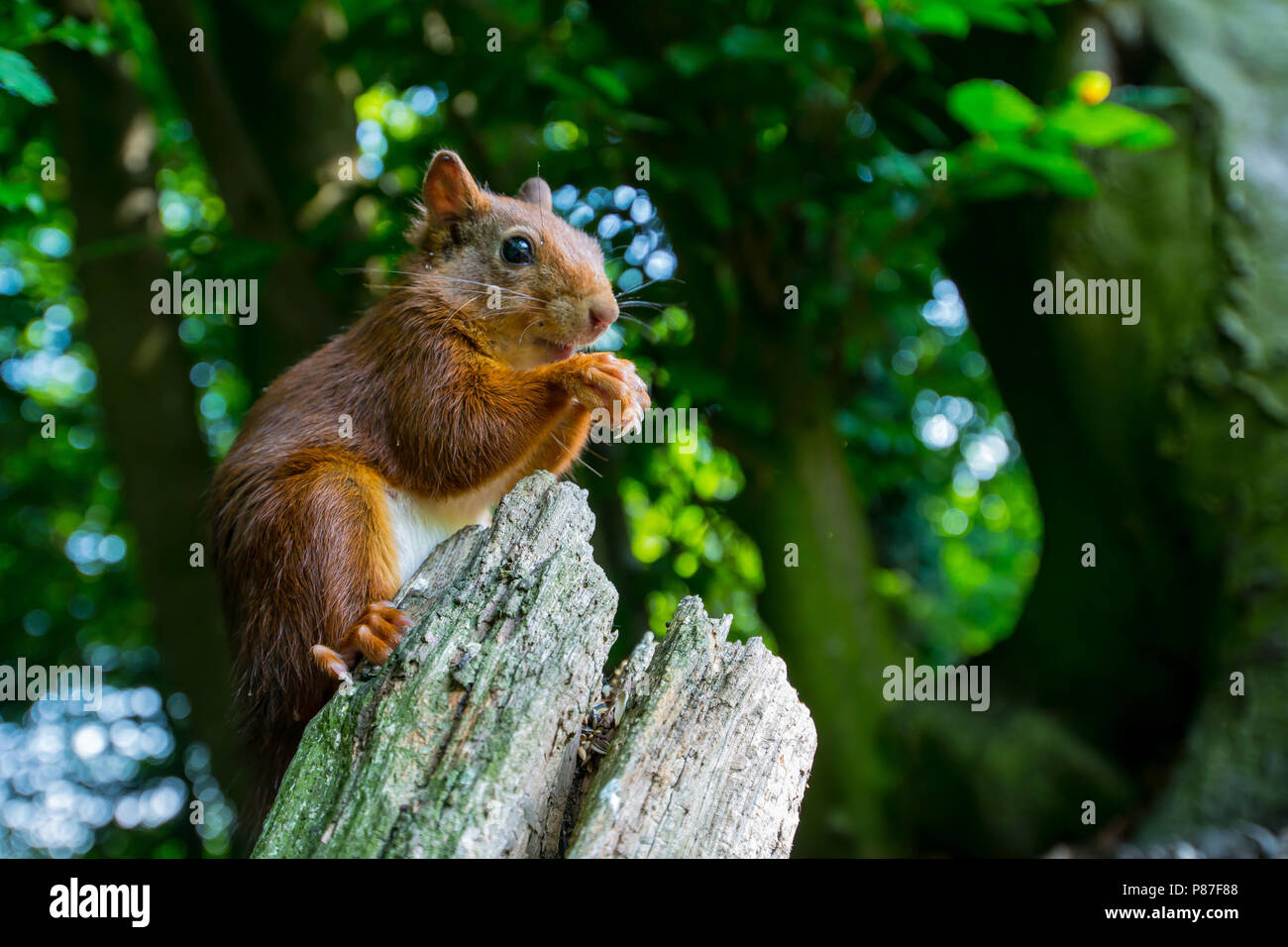 Red Squirrel (Sciurus vulgaris Stock Photo - Alamy