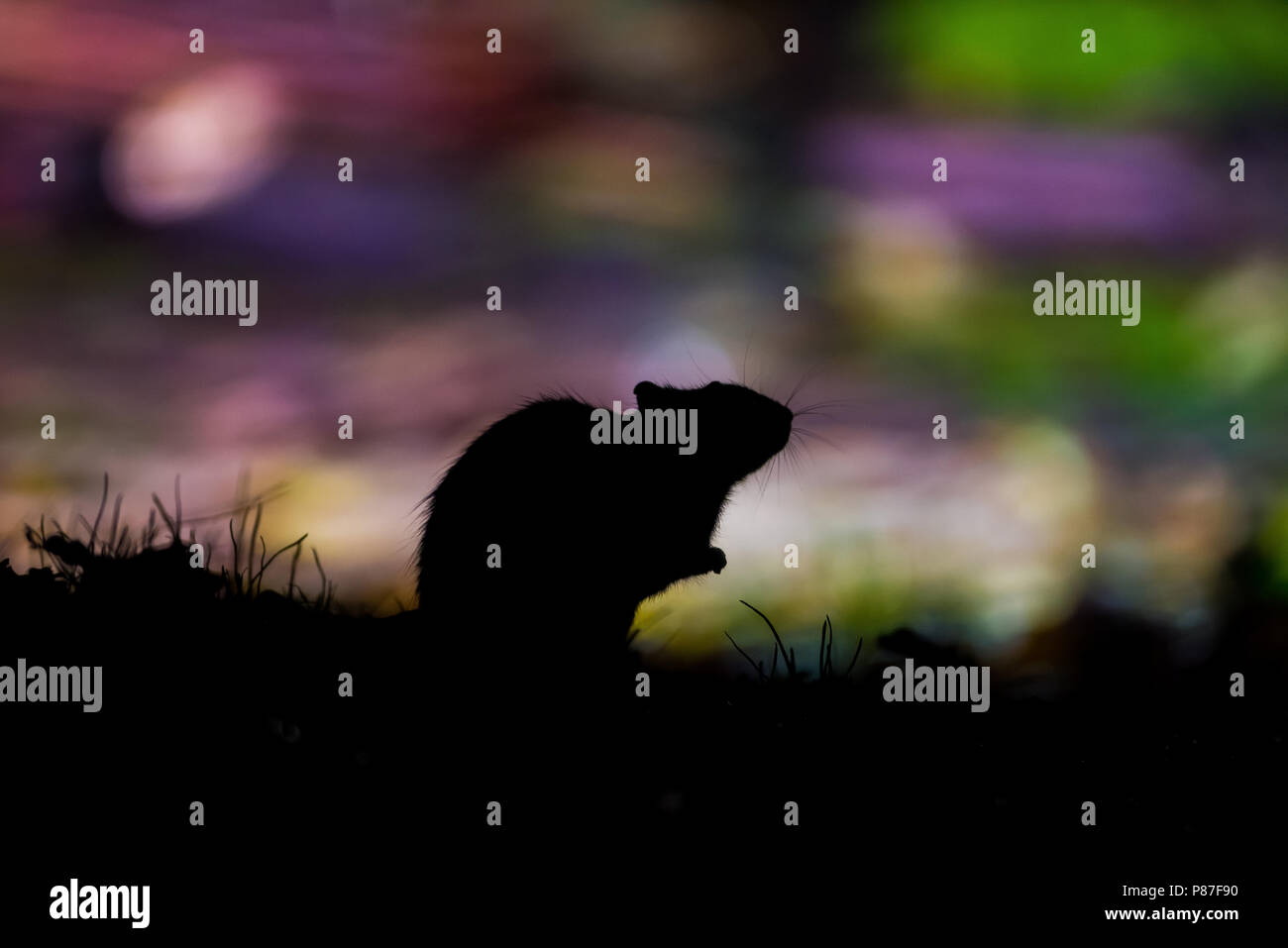 Rat sitting hi-res stock photography and images - Alamy