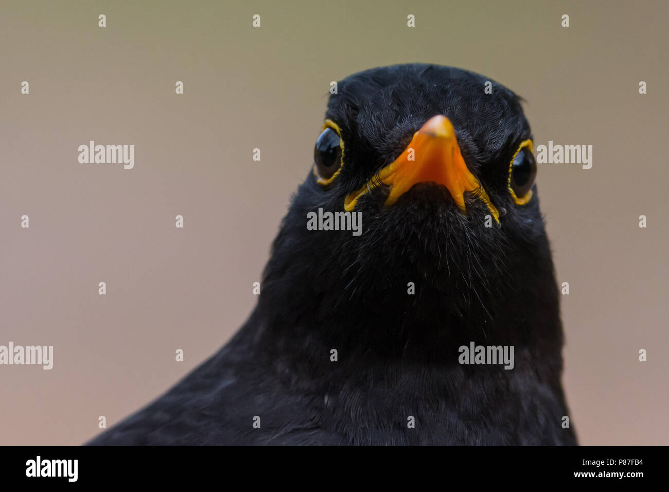 Close up male blackbird hi-res stock photography and images - Alamy