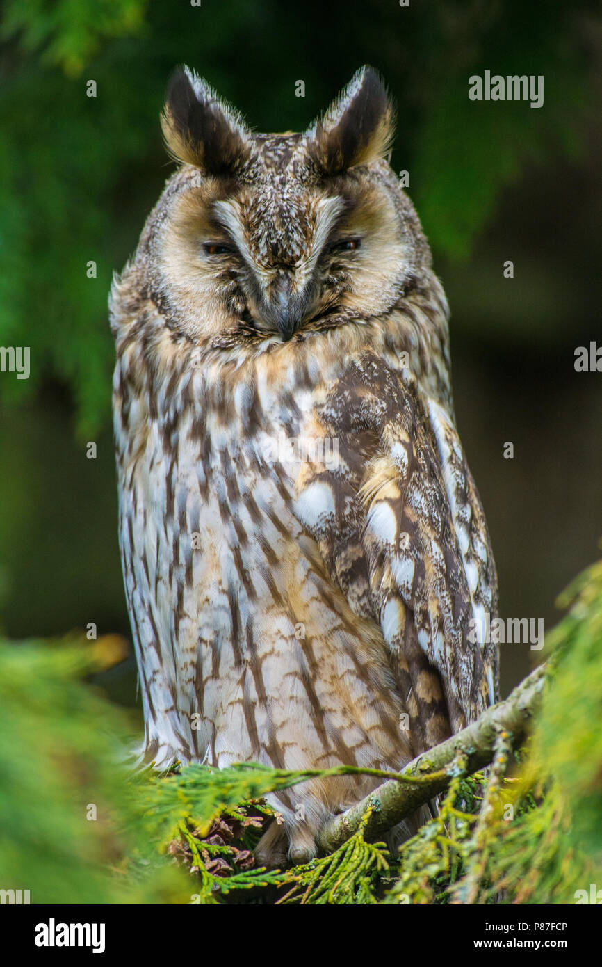 Long-eared Owl (Asio Otus) in a roosting tree Stock Photo - Alamy
