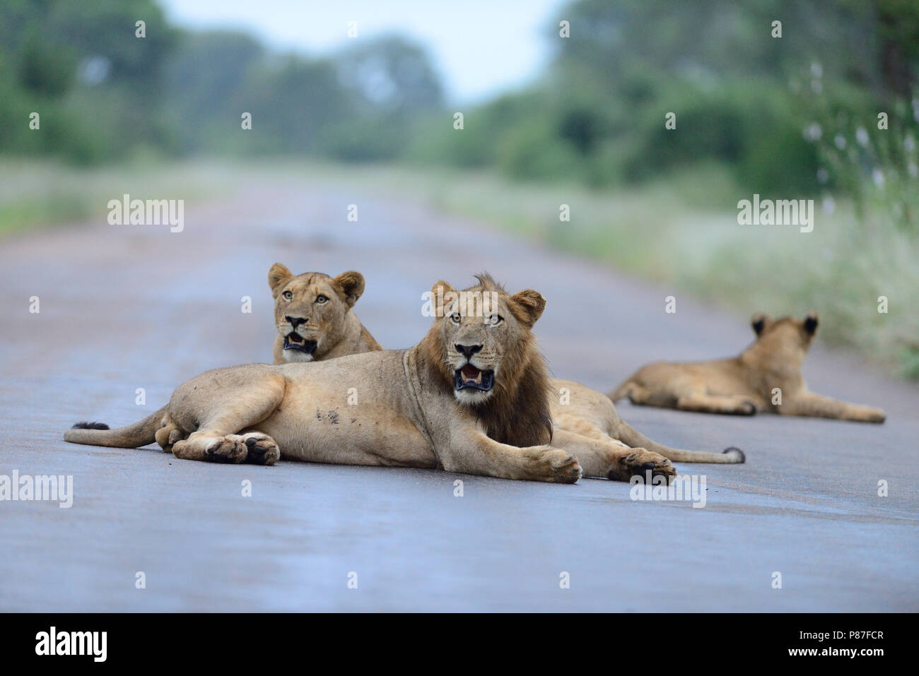 Lions in road hi-res stock photography and images - Alamy