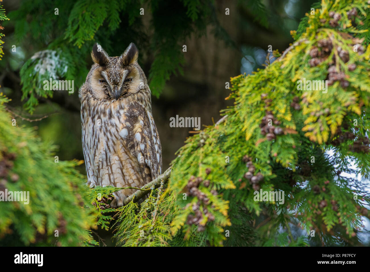 Long-eared Owl (Asio Otus) in a roosting tree Stock Photo - Alamy