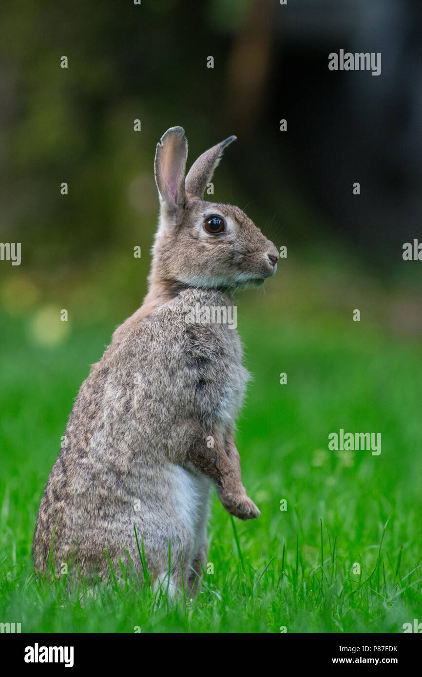 Konijn hi-res stock photography and images - Alamy