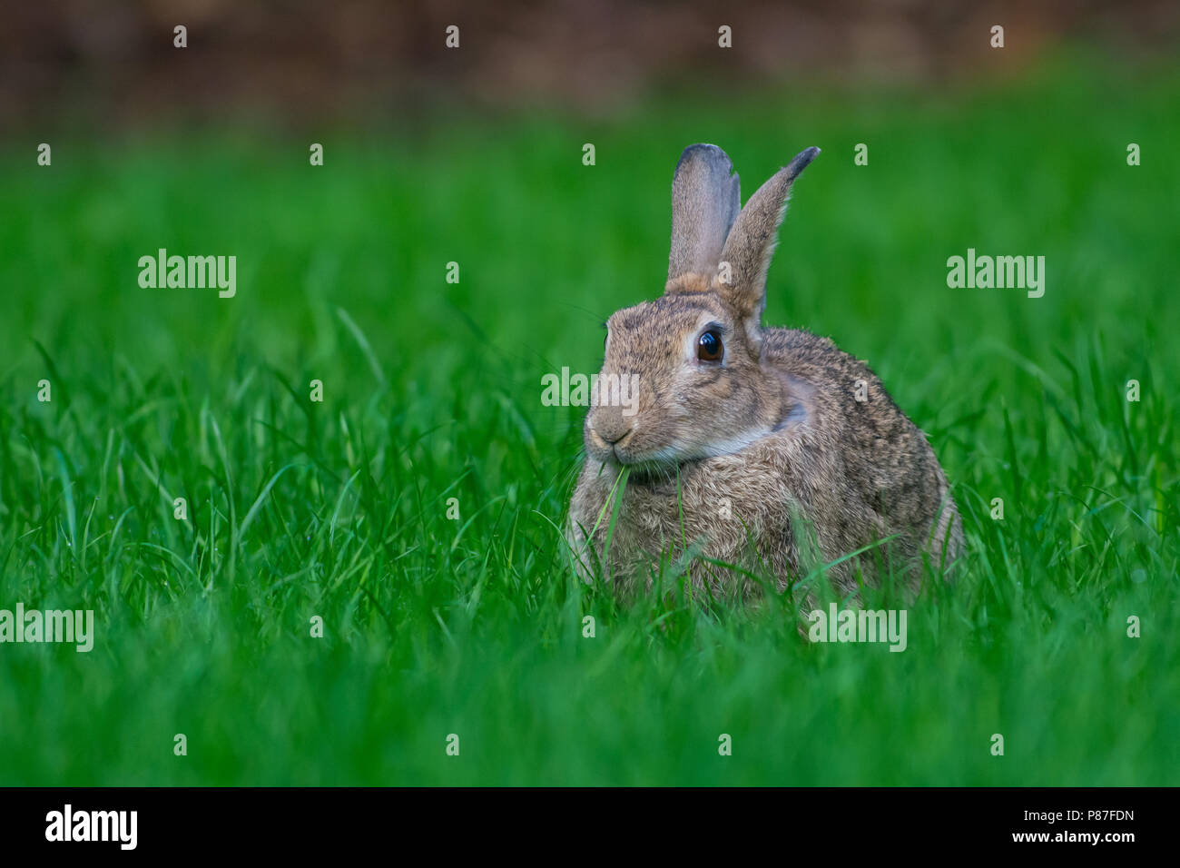 European rabbit oryctolagus cuniculus hi-res stock photography and ...