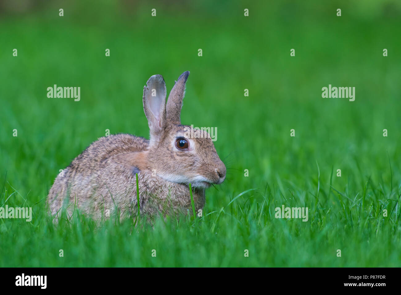 European rabbit oryctolagus cuniculus hi-res stock photography and ...