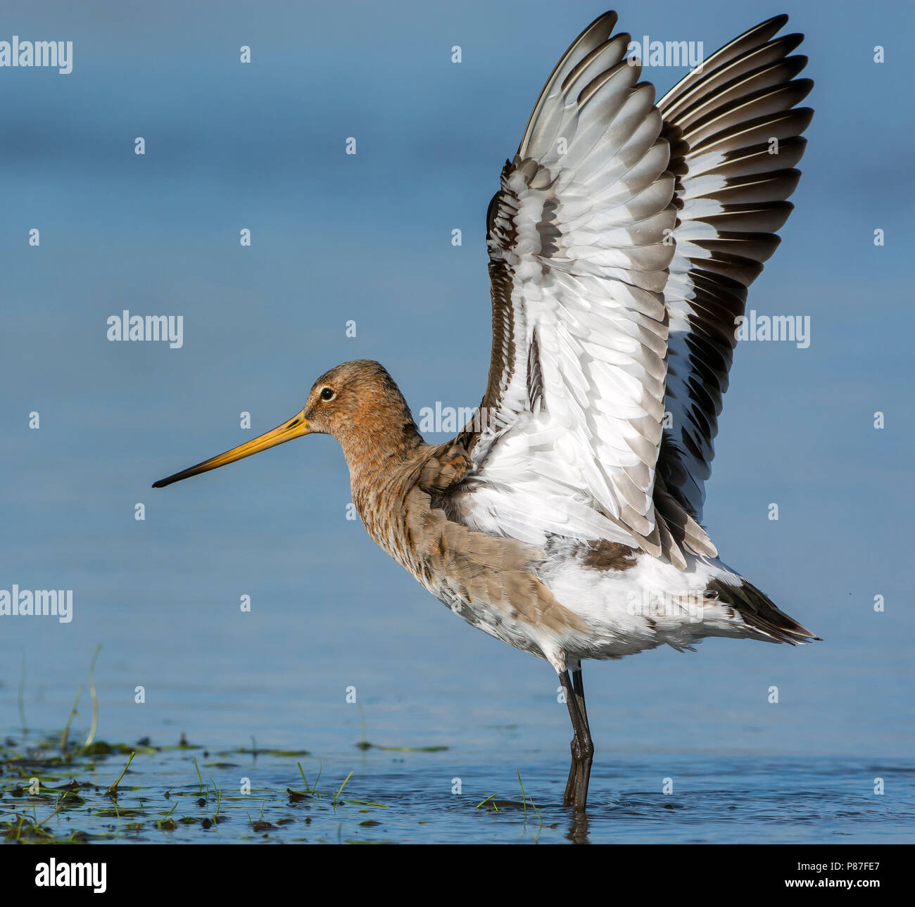 Black-tailed Godwit (Limosa limosa) standing in a meadow with wings ...