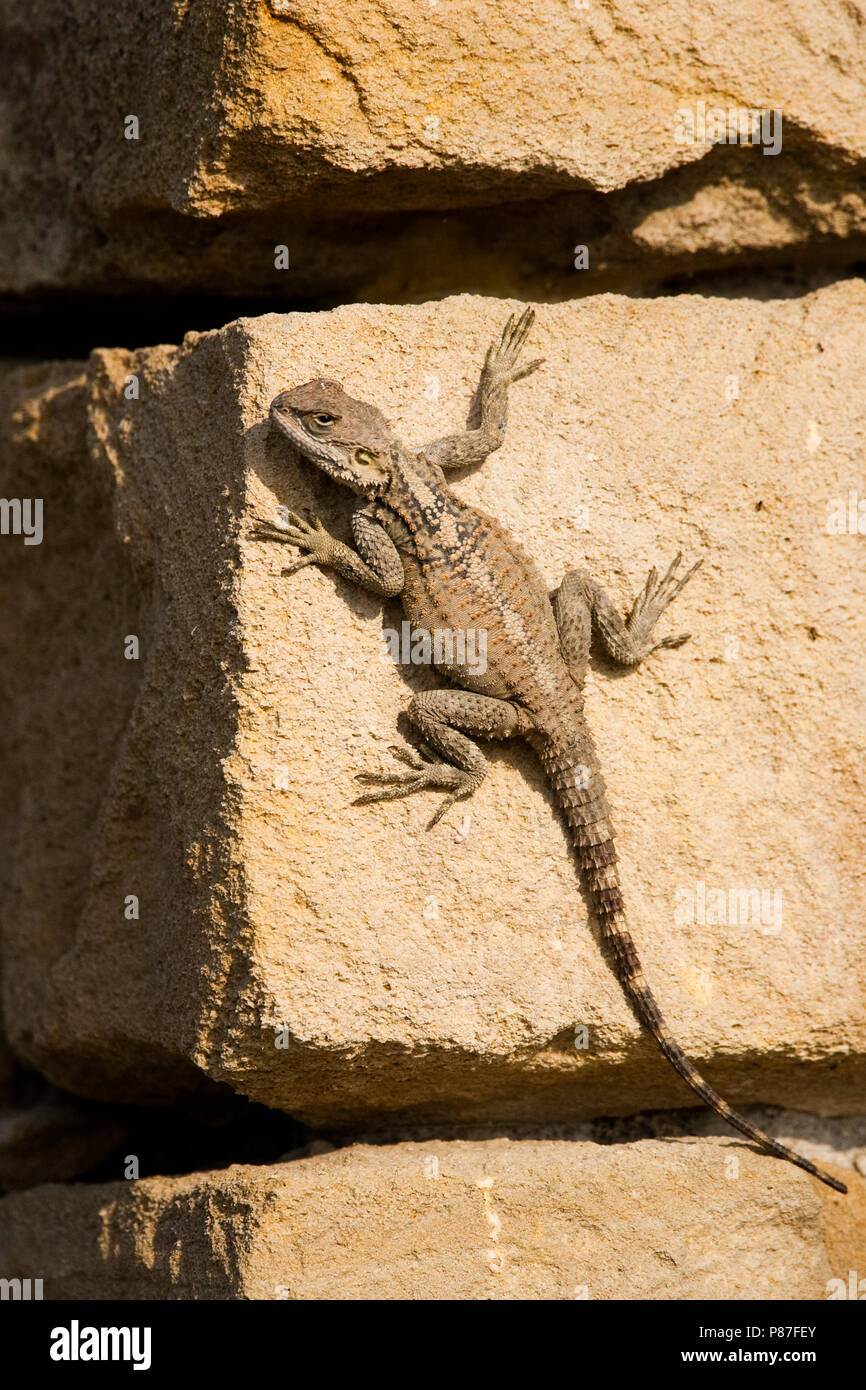 The lizzard hi-res stock photography and images - Alamy