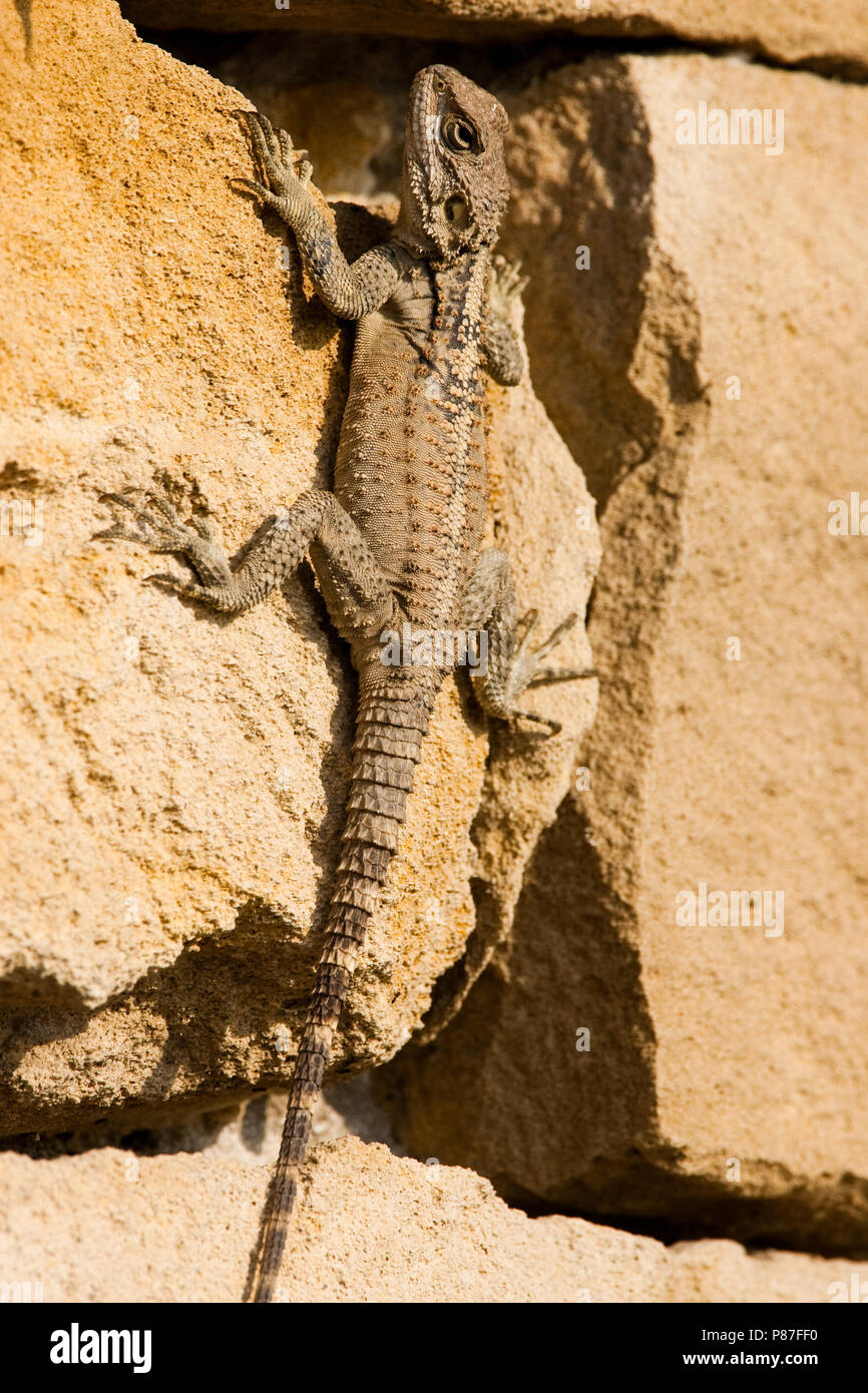 The lizzard hi-res stock photography and images - Alamy