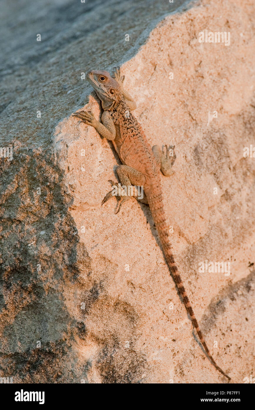 The lizzard hi-res stock photography and images - Alamy