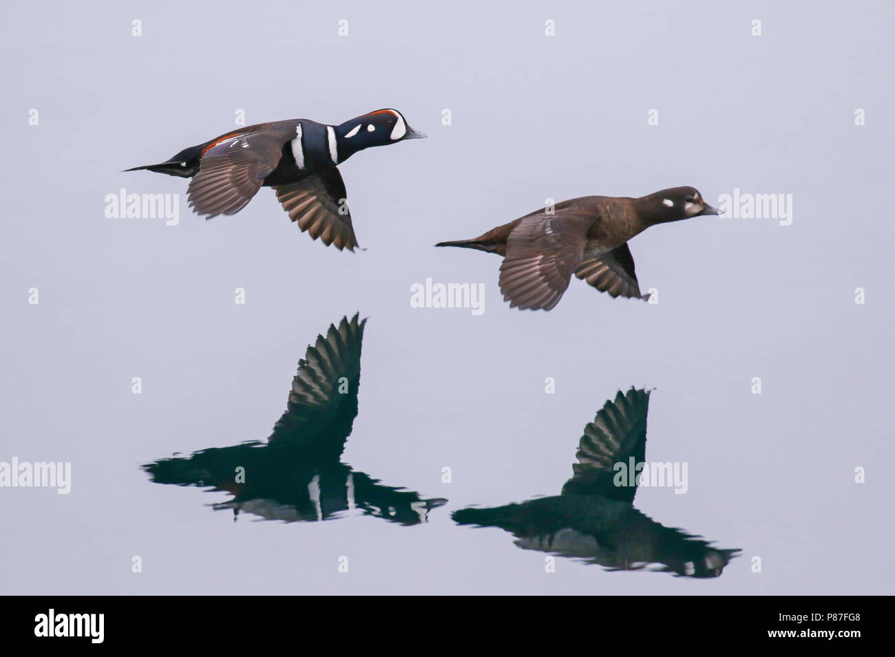 Harlequin ducks hi-res stock photography and images - Alamy