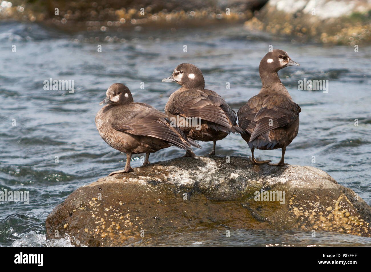 Harlequin Duck, Harlekijneend, Histrionicus histrionicus, Iceland ...