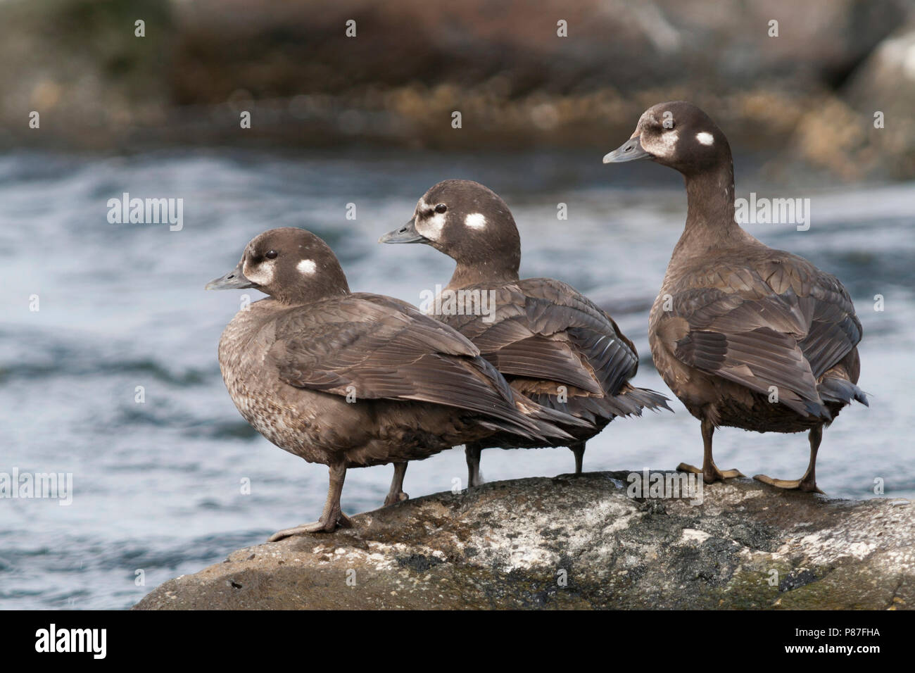 Harlequin Duck, Harlekijneend, Histrionicus histrionicus, Iceland ...