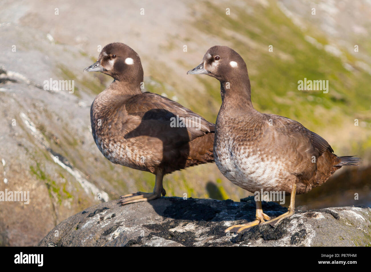 Harlequin Duck, Harlekijneend, Histrionicus histrionicus, Iceland ...