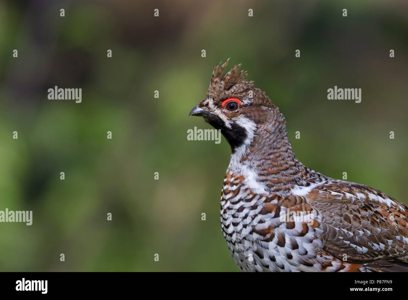 Bonasa bonasia hi-res stock photography and images - Alamy