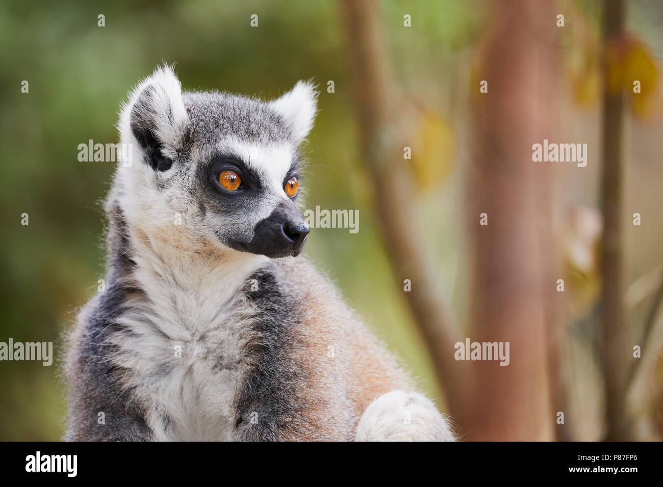 Closeup lemur hi-res stock photography and images - Alamy