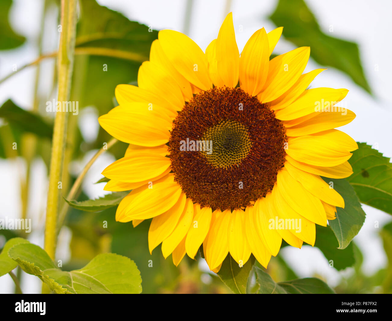 Sunflower in the garden Stock Photo - Alamy