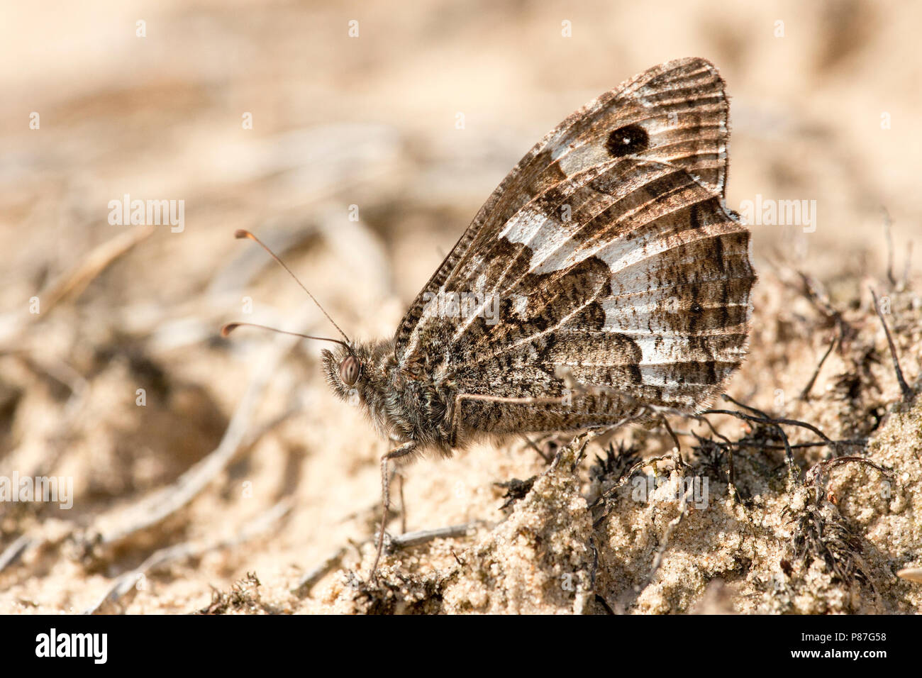 Heivlinder / Grayling (Hipparchia semele Stock Photo - Alamy