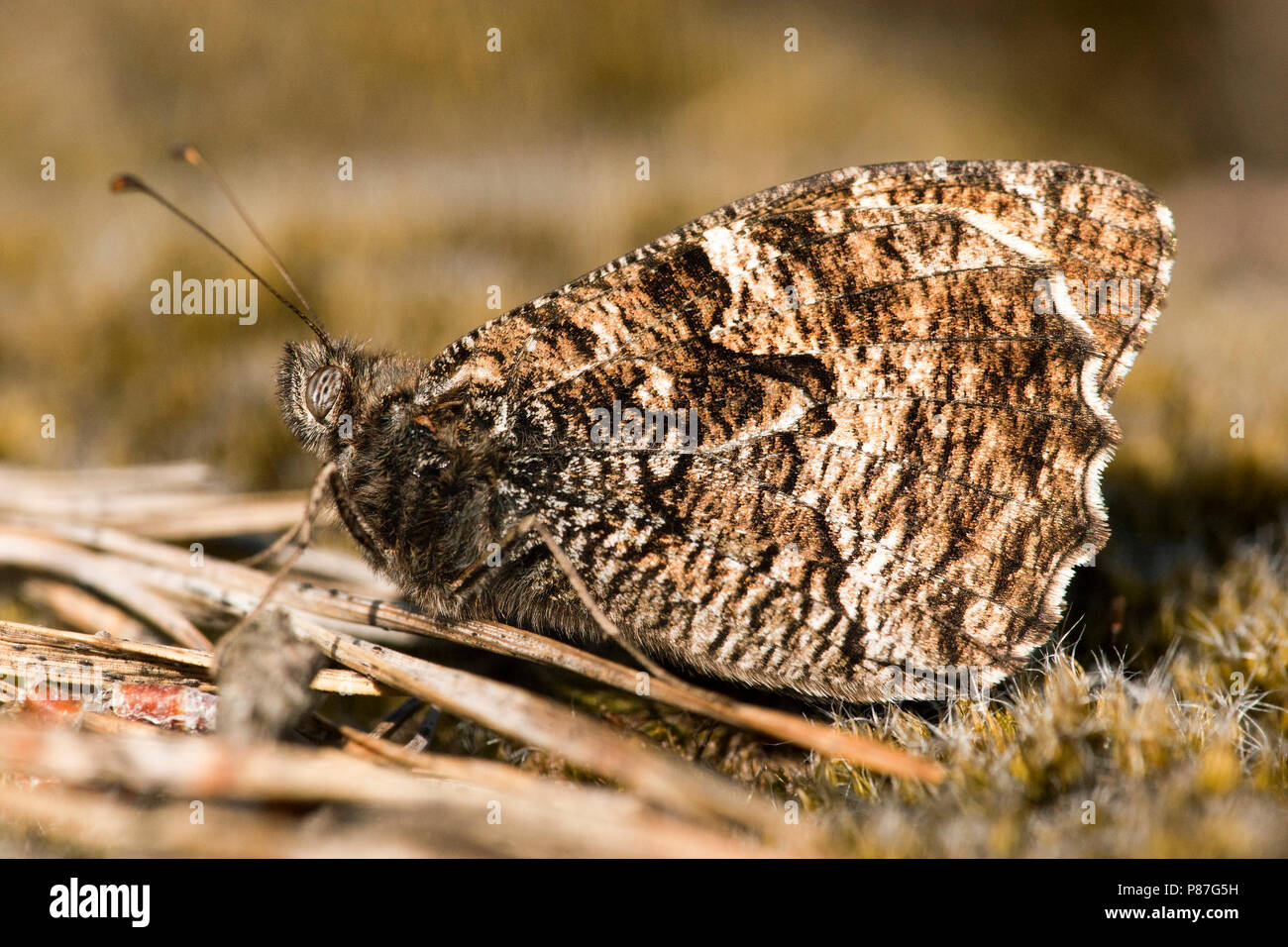 Heivlinder / Grayling (Hipparchia semele Stock Photo - Alamy