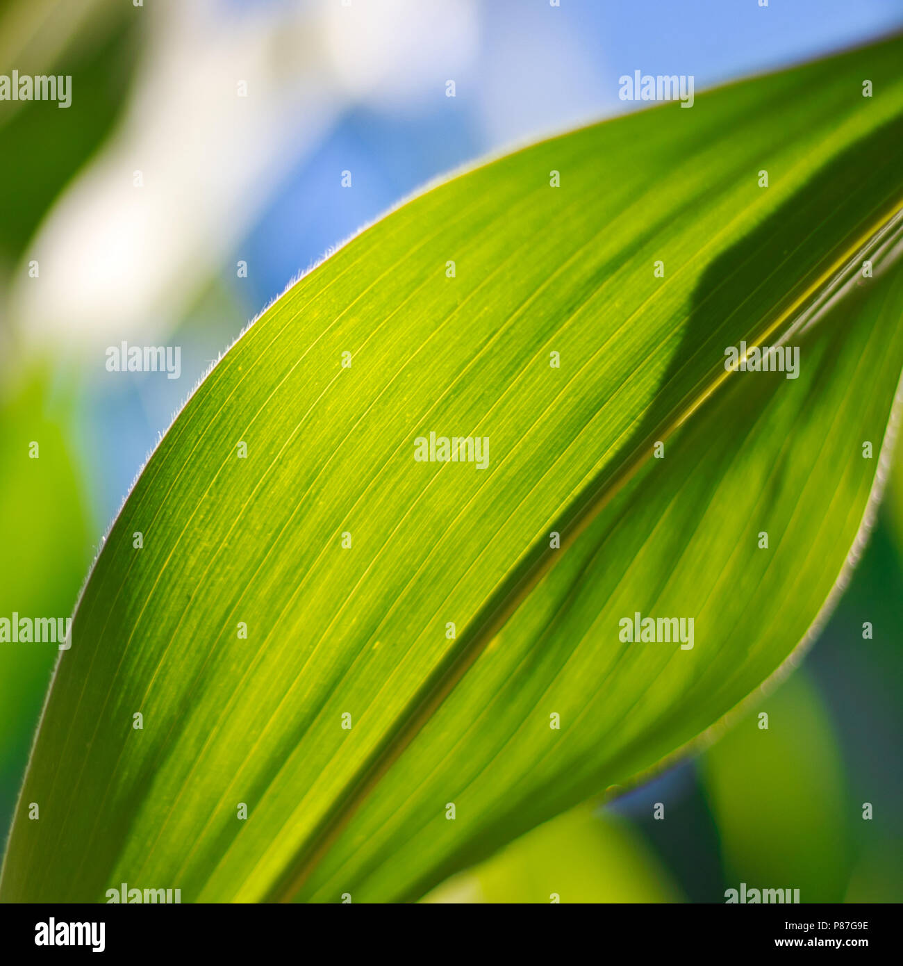 green leaves in the sun Stock Photo - Alamy