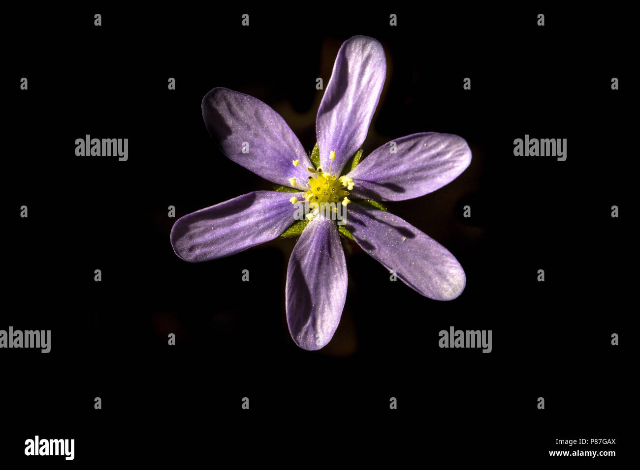 Leverbloempje, Liverleaf, Hepatica nobilis Stock Photo - Alamy