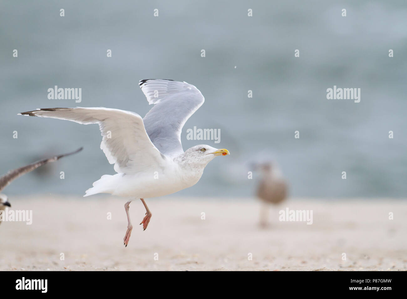 Silbermöwe larus argentatus hi-res stock photography and images - Alamy
