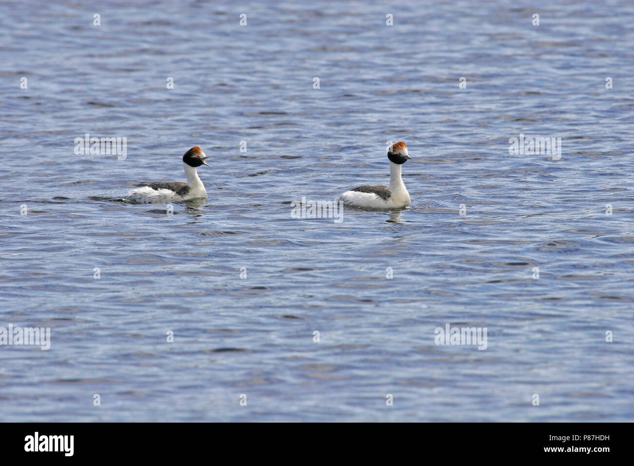 Hooded Grebe (Podiceps gallardoi) a critically endangered species of ...