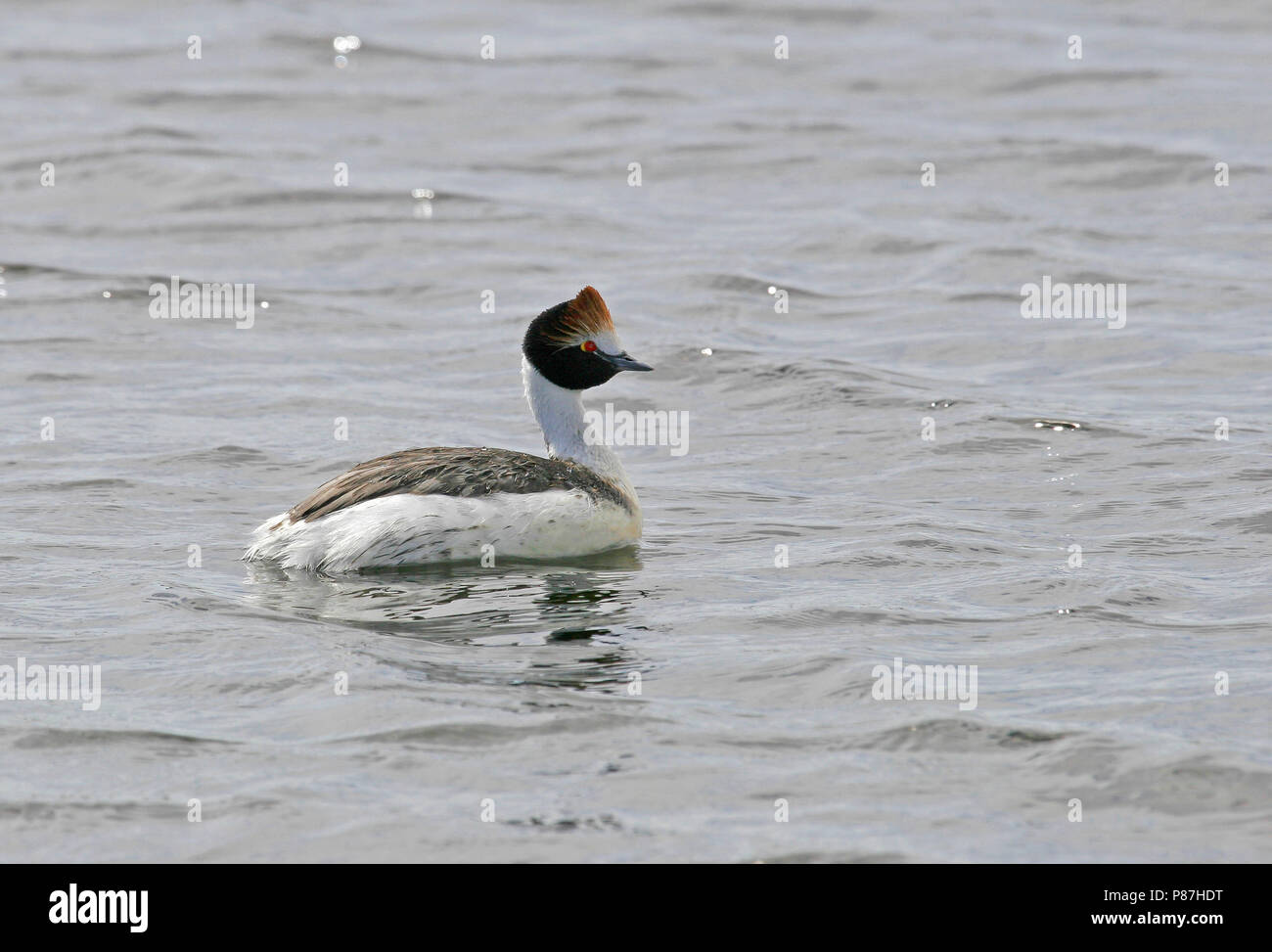 Hooded Grebe (Podiceps gallardoi) a critically endangered species of ...
