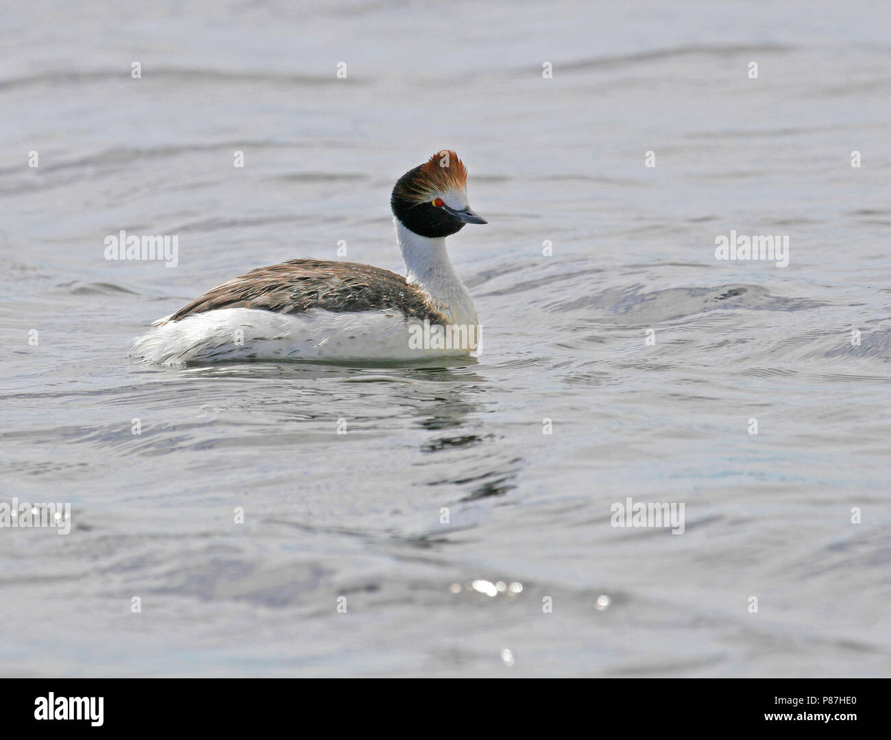 Hooded Grebe (Podiceps gallardoi) a critically endangered species of ...