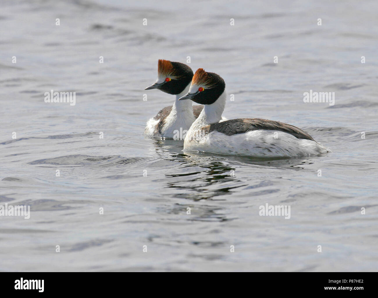 Hooded Grebe (Podiceps gallardoi) a critically endangered species of ...