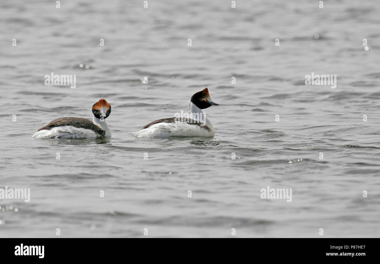 Hooded Grebe (Podiceps gallardoi) a critically endangered species of ...