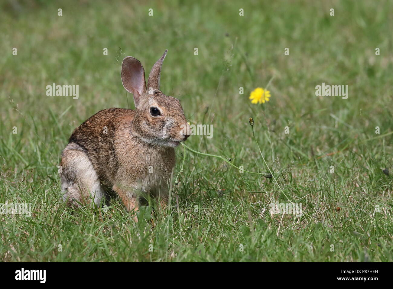 Wild rabbit chewing on lawn dandelions Stock Photo - Alamy