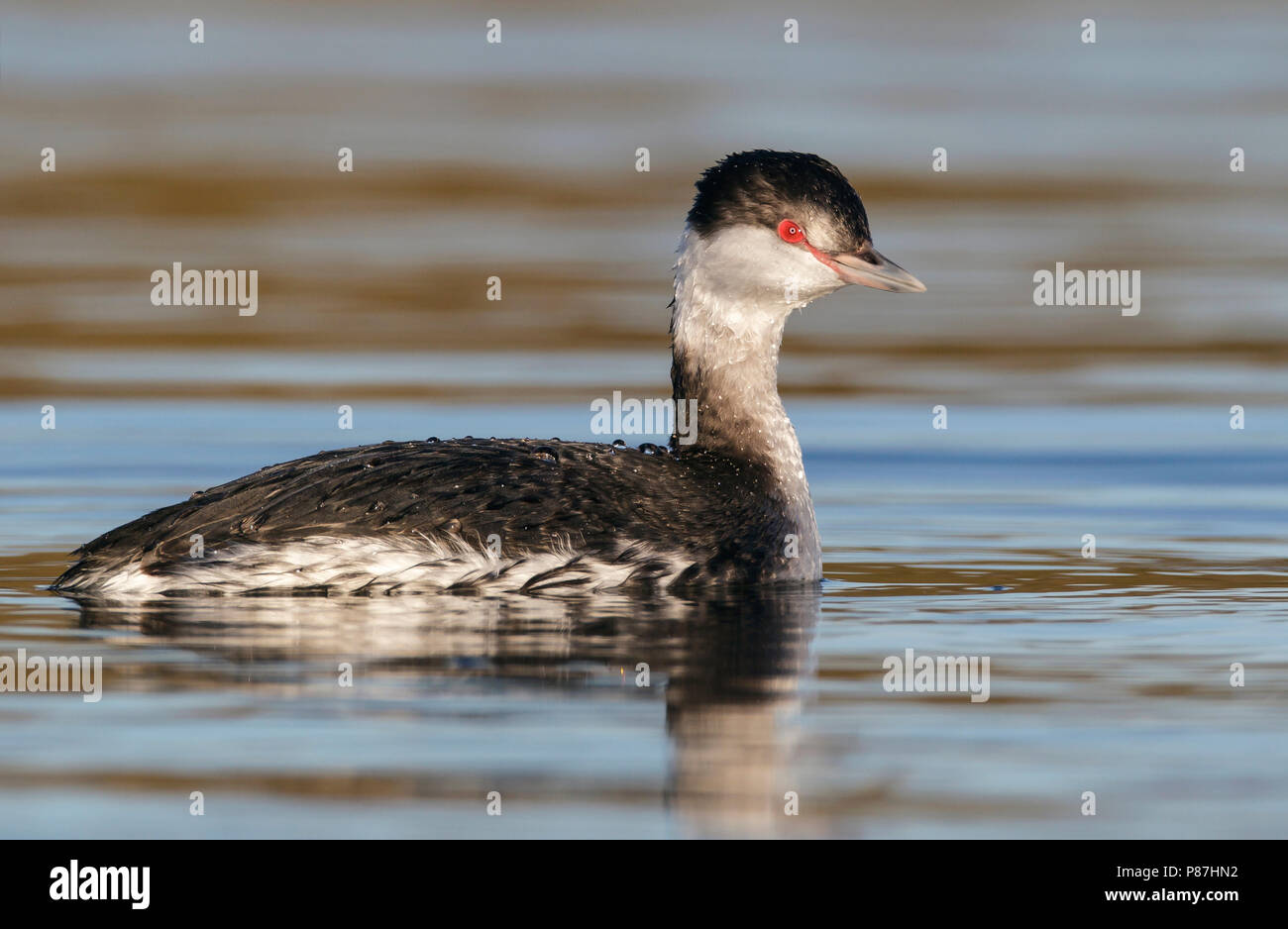 Clara e hi-res stock photography and images - Alamy