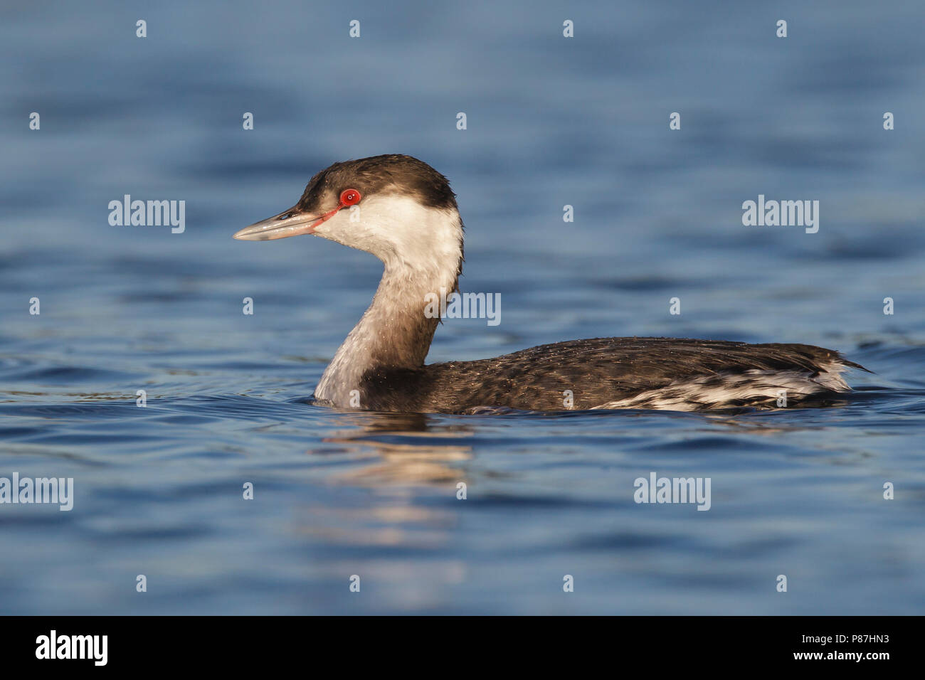 Adult non breeding american hi-res stock photography and images - Alamy