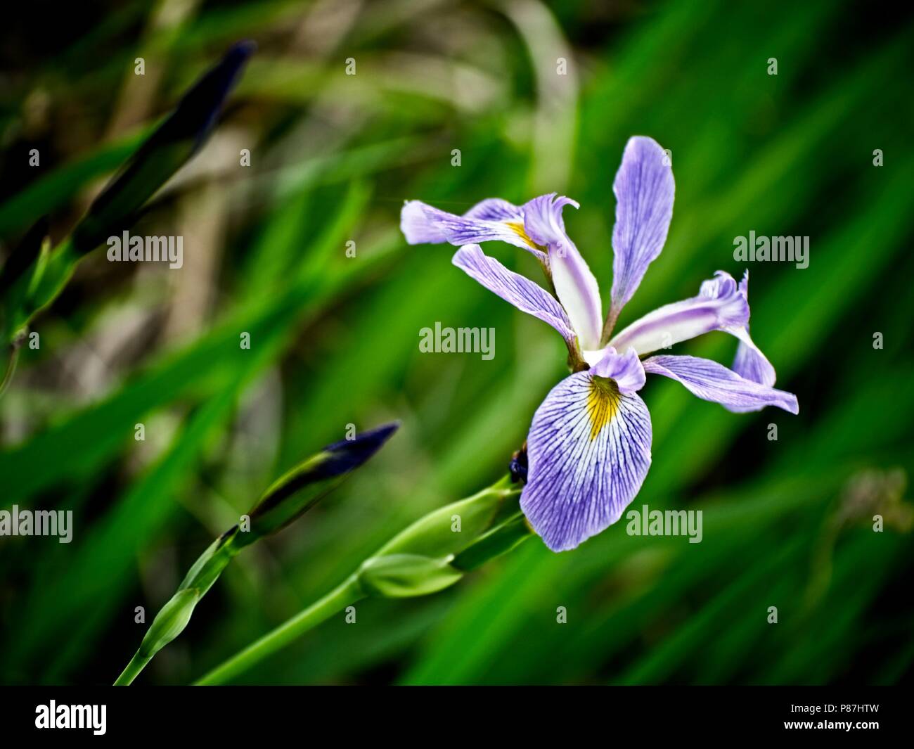 Swamp iris hi-res stock photography and images - Alamy