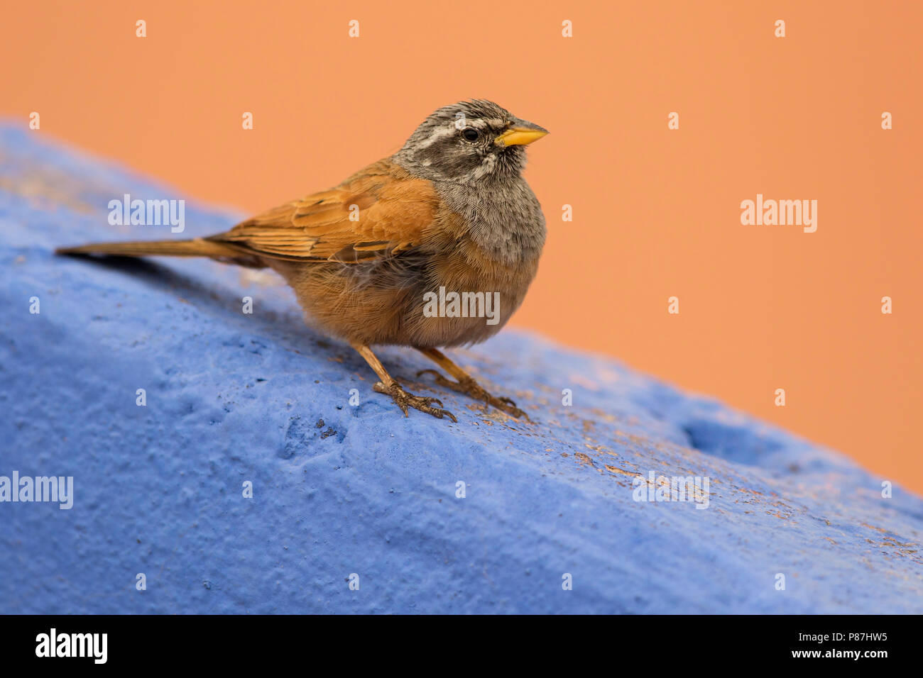 House bunting bird hi-res stock photography and images - Alamy