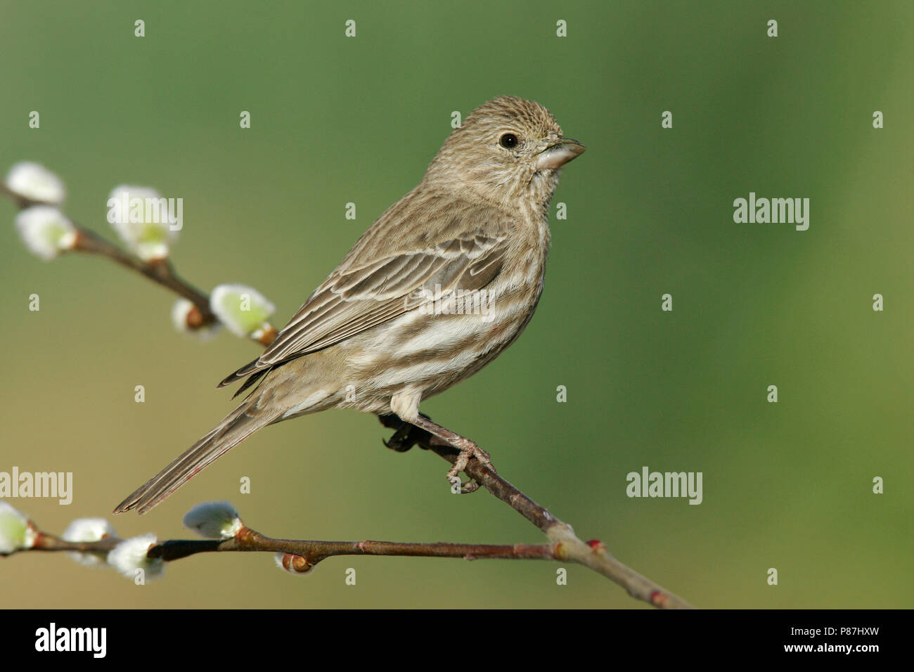 Mexicaanse roodmus hi-res stock photography and images - Alamy