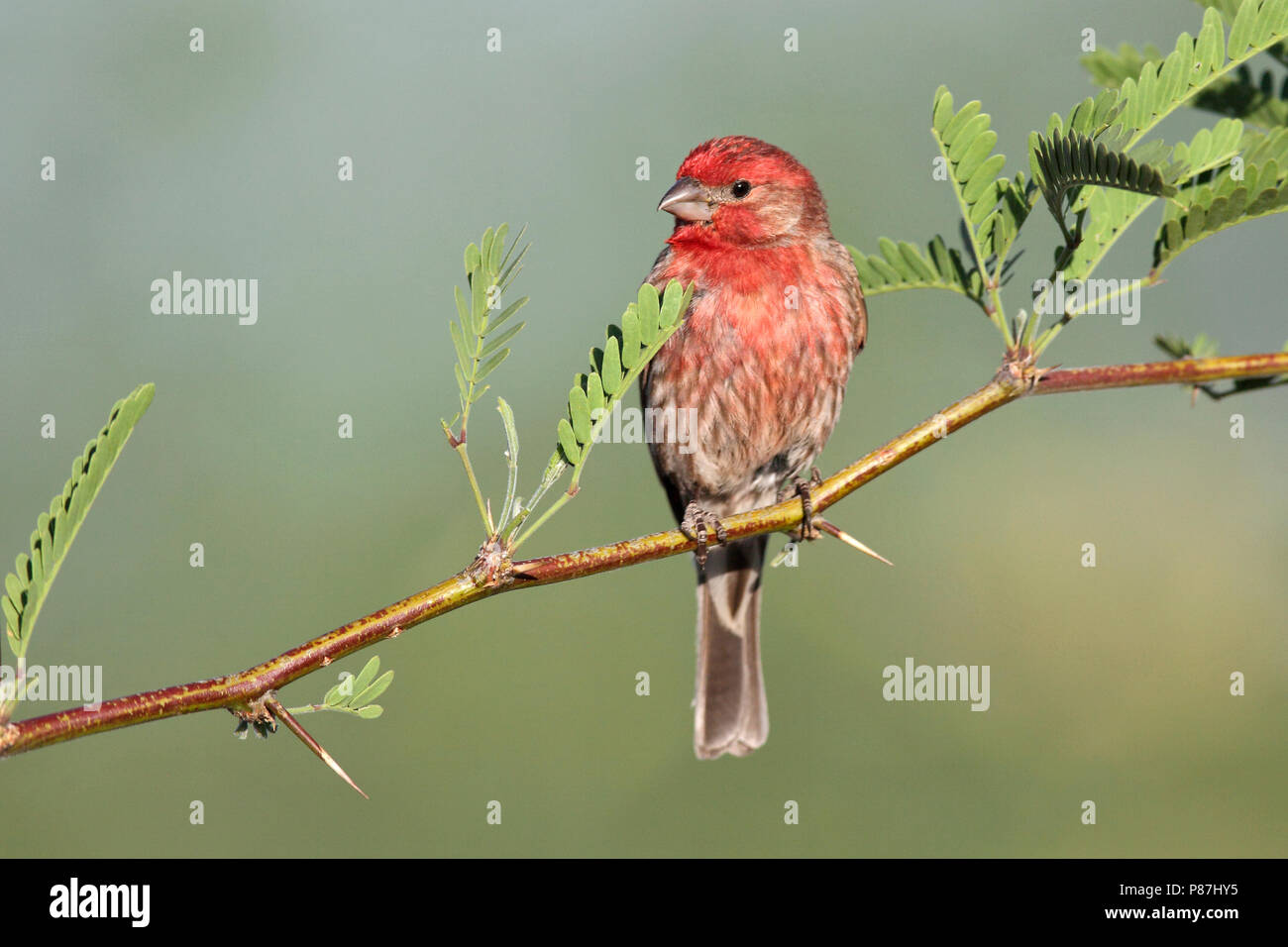 Mexicaanse roodmus hi-res stock photography and images - Alamy