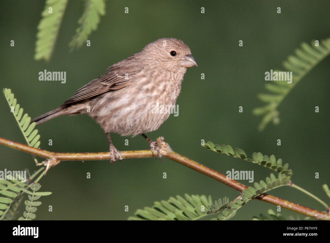 Mexicaanse roodmus hi-res stock photography and images - Alamy