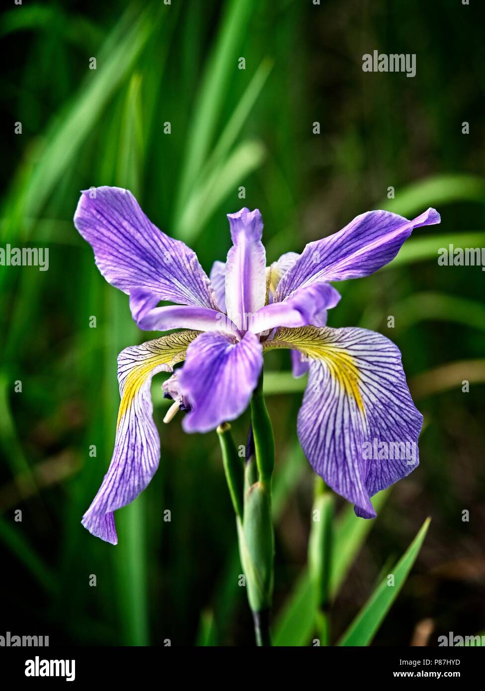 Swamp iris hi-res stock photography and images - Alamy