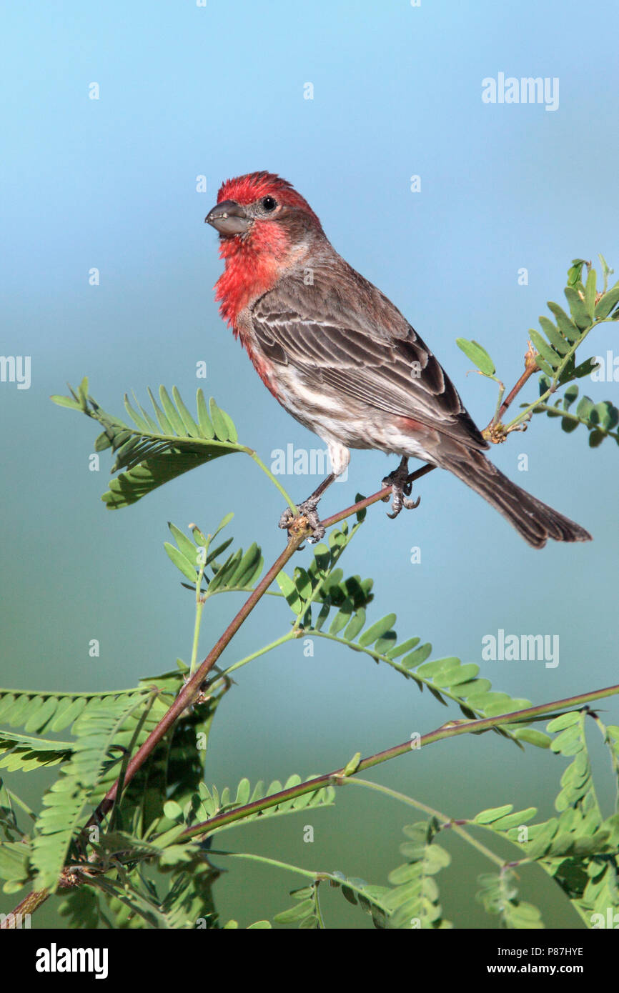 Mexicaanse roodmus hi-res stock photography and images - Alamy