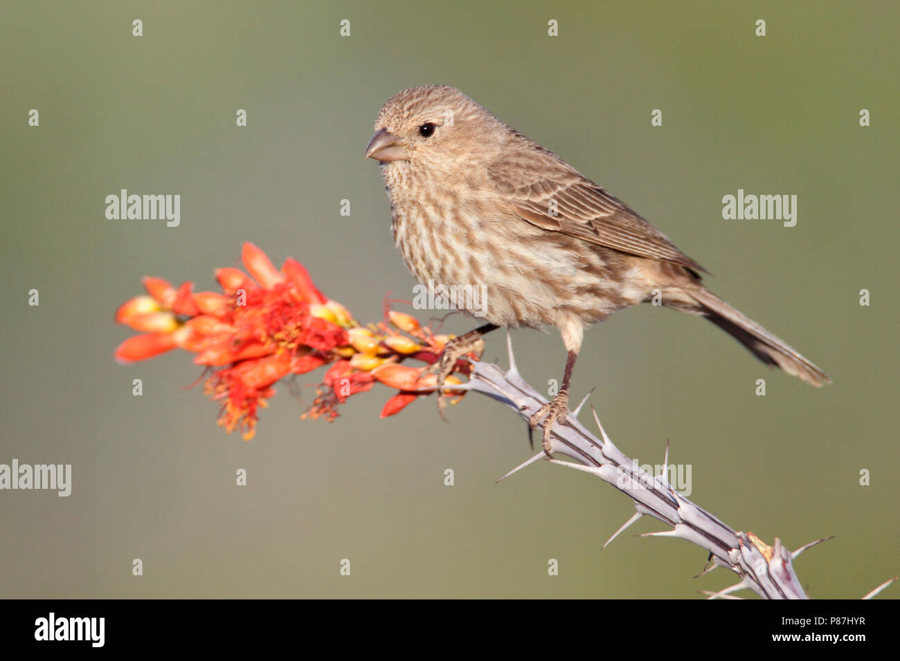 Mexicaanse roodmus hi-res stock photography and images - Alamy