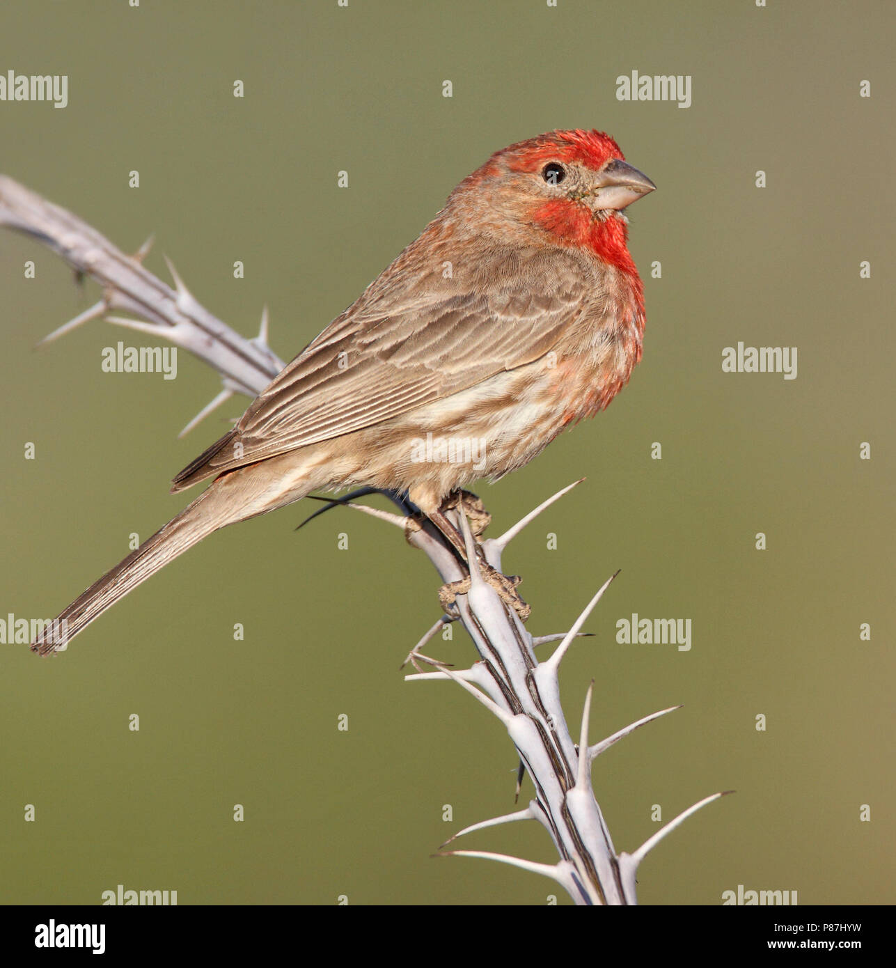 Mexicaanse roodmus hi-res stock photography and images - Alamy