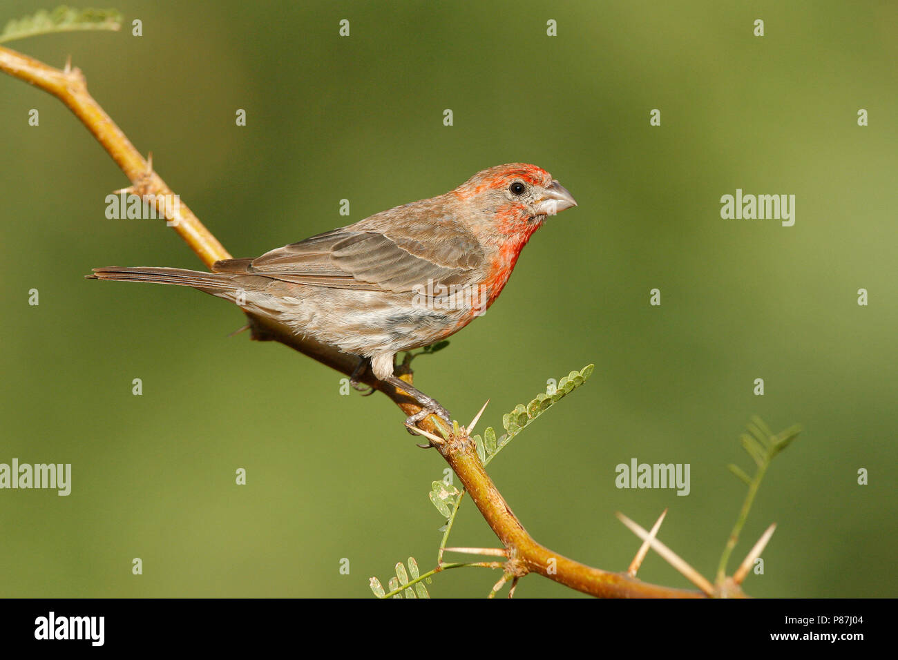 Mexicaanse roodmus hi-res stock photography and images - Alamy