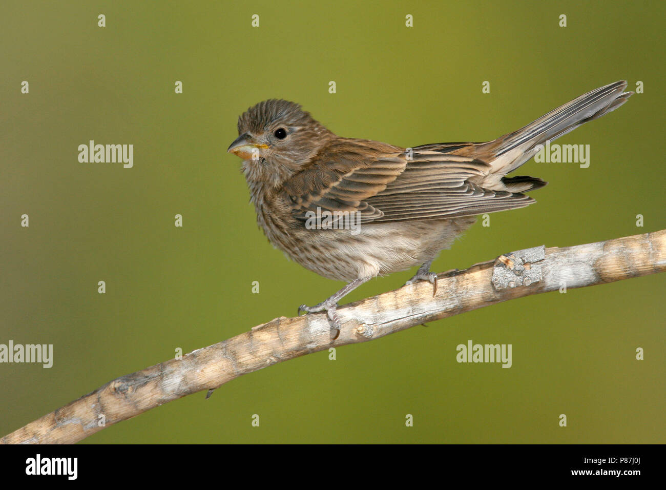 Juvenile house finch hi-res stock photography and images - Alamy